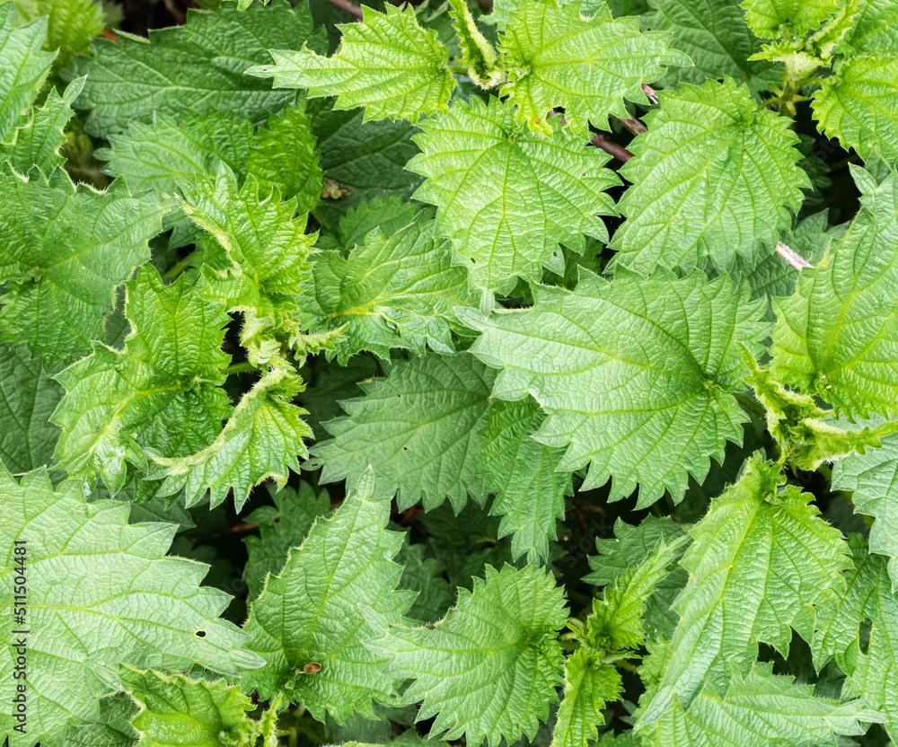 Wild stinging nettle plant growing in a nature Stock Photo | Adobe Stock