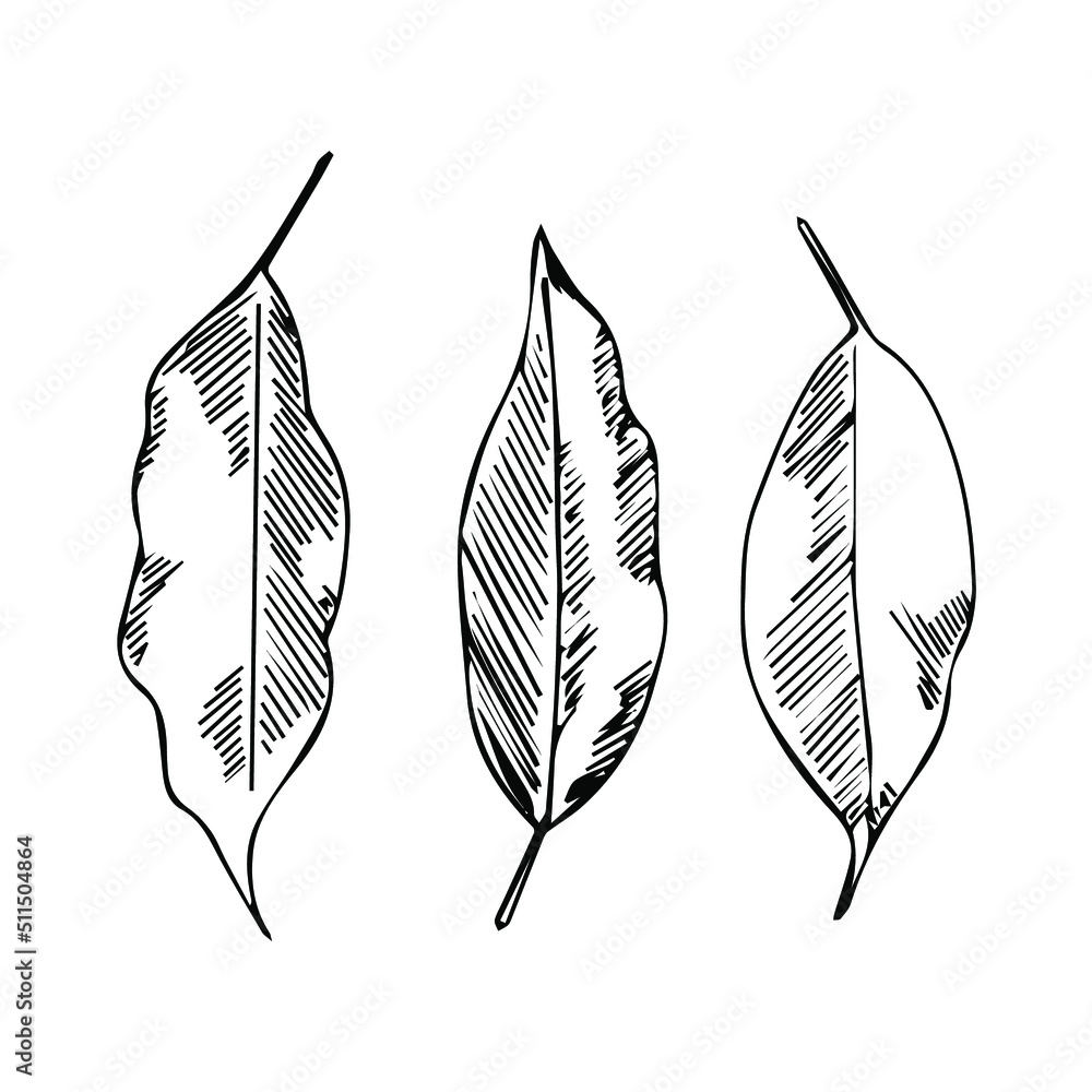Three leaves on a white background. Set of graphic elements. Hand drawn ...