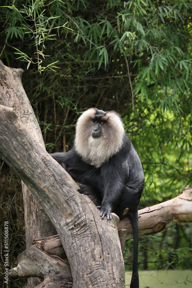 An Indian Langur or black monkey is seen resting on a tree branch on a ...