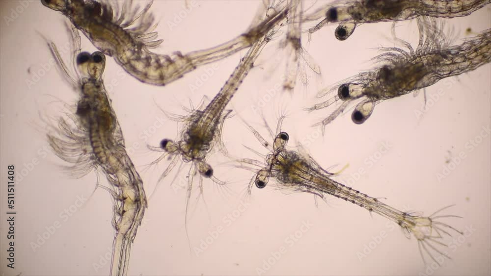 Closeup mysis stage of Vannamei shrimp in light microscope, Shrimp ...