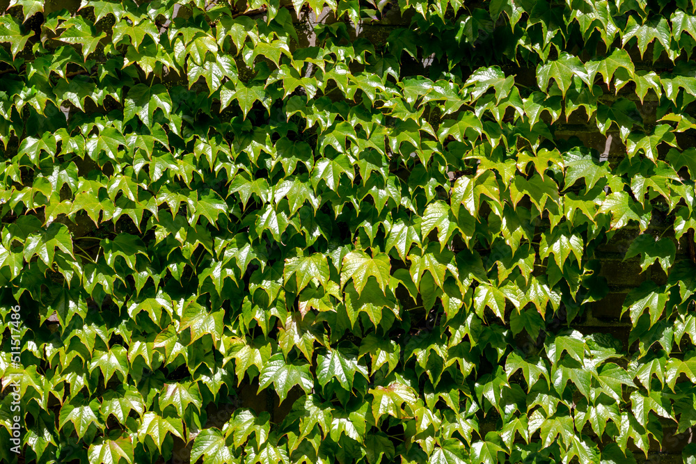 Parthenocissus tricuspidata commonly called Boston ivy, Vine growing on ...