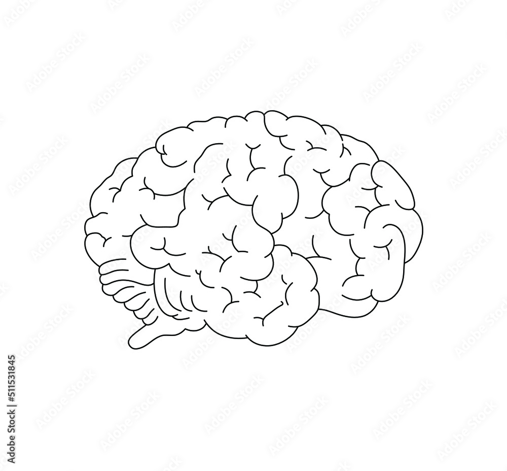 Vector isolated human brain with many convolutions colorless black and ...