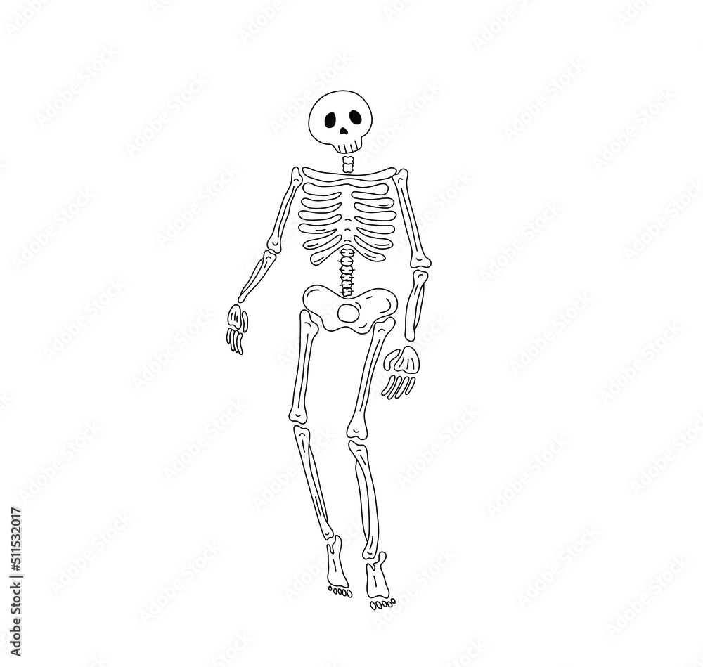 Vector isolated walking human skeleton colorless black and white ...