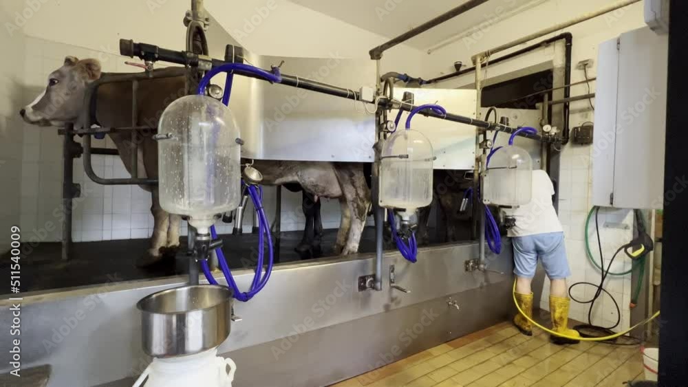 Video Stock Cows connected with pipeline to automated milking machine ...