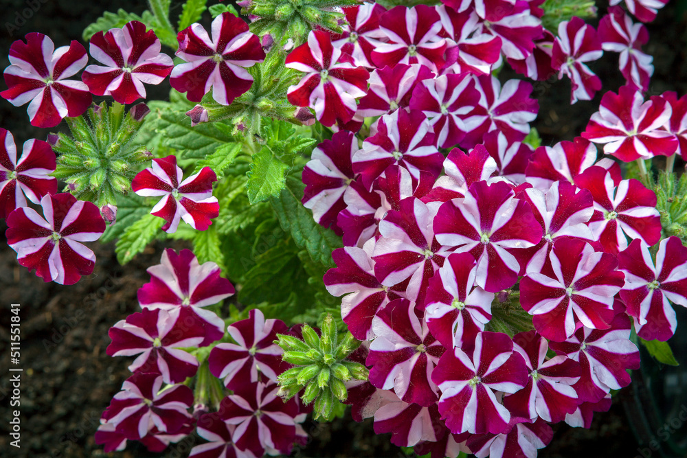 Live background of flowering verbena flowers. Verbena also known as ...