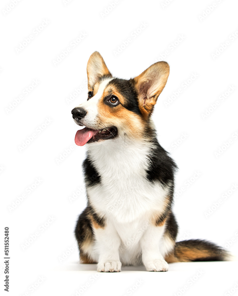 corgi dog looking white background Stock Photo | Adobe Stock