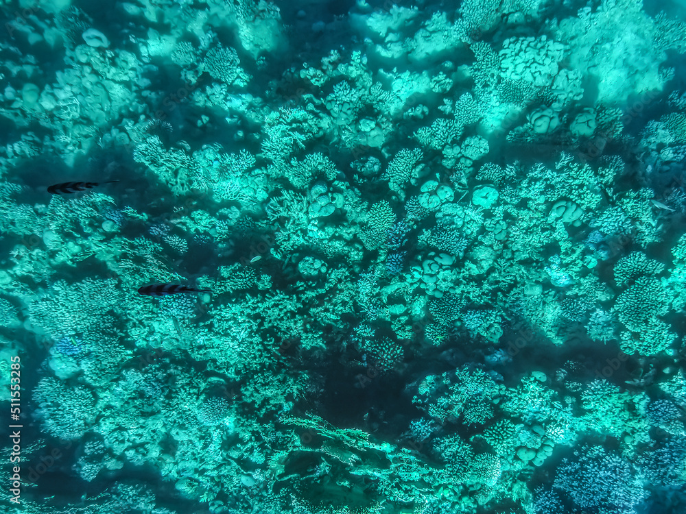 Two striped fish swimming against the background of coral reefs in the ...