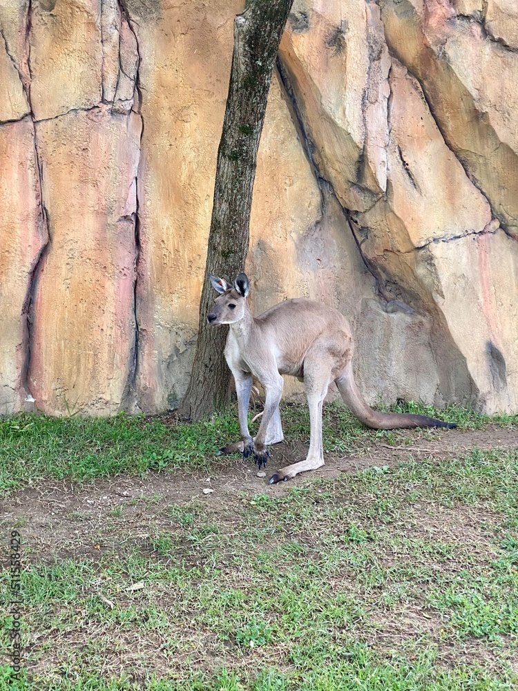 Kangaroo standing up against rocky background Stock Photo | Adobe Stock