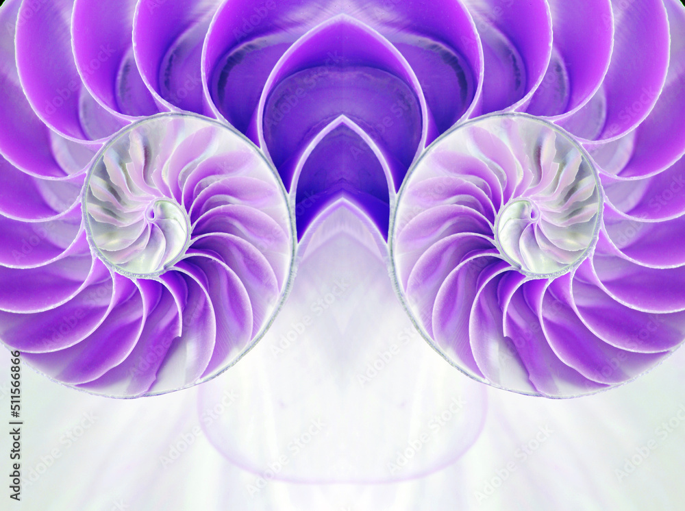 Póster nautilus shell symmetry Fibonacci half cross section spiral ...