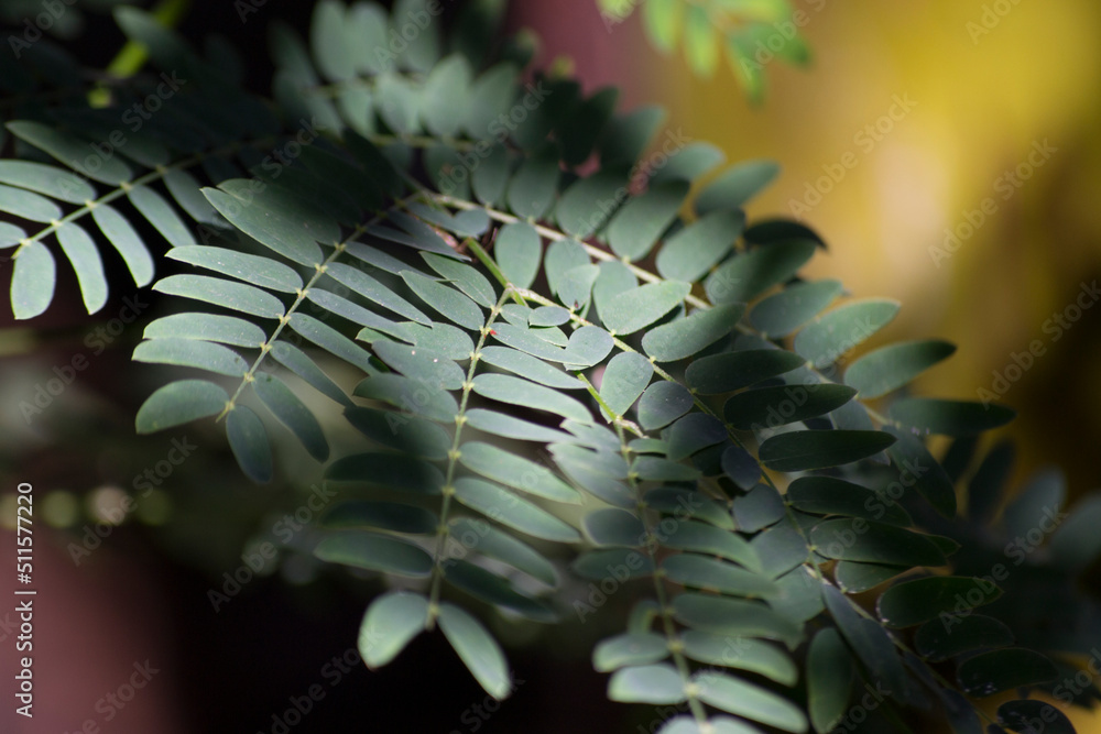 Leucena (Leucaena leucocephala), is a tree native to Central America ...