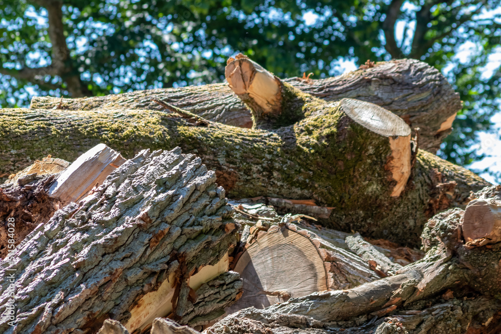 Tree wood stack of lumber industry and timber woodmill as sustainable ...
