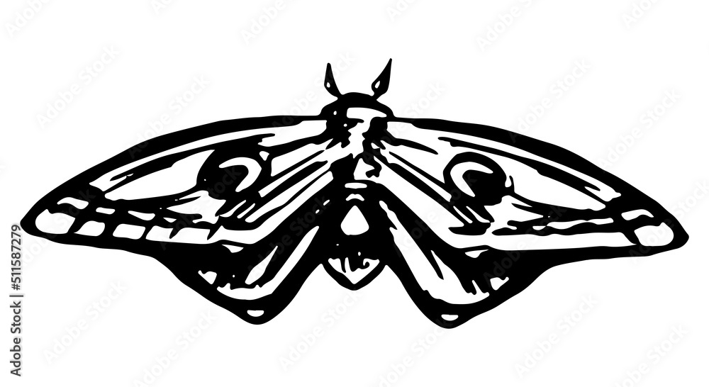 Flying moth, insect animal sketch. Hand drawn vector illustration ...