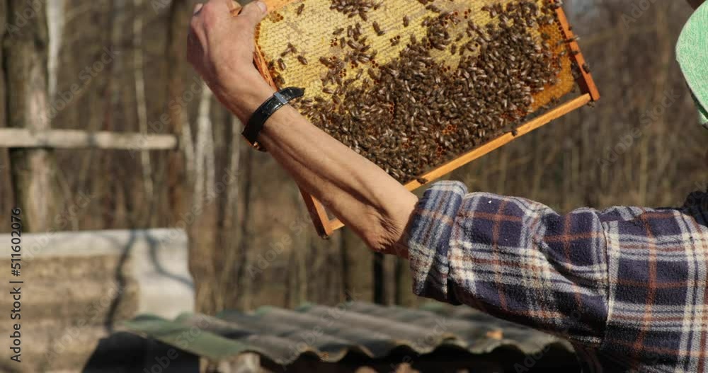 Frames of a bee hive. Beekeeper harvesting honey. The bee smoker is ...