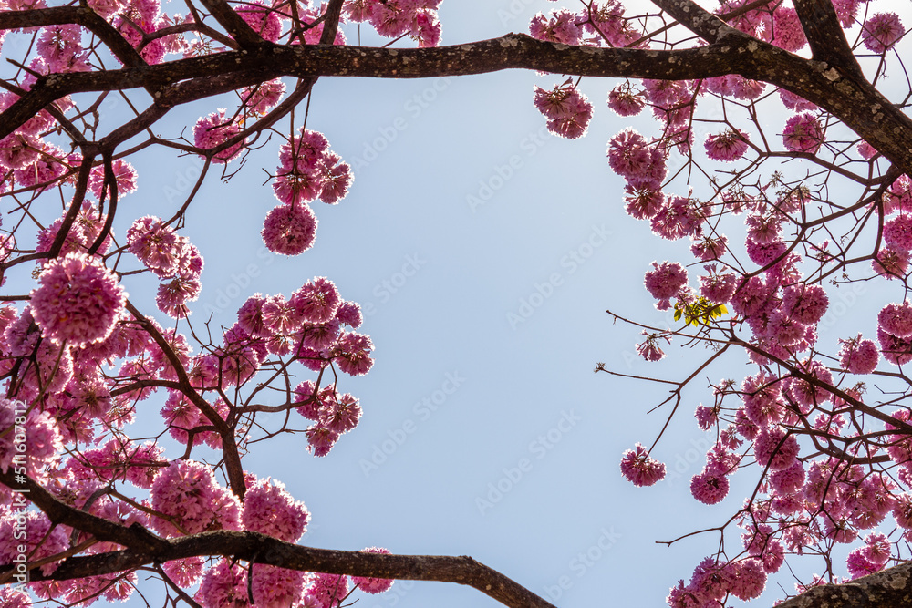 Moldura de flores de um ipê rosa florido com céu azul ao fundo. Stock ...