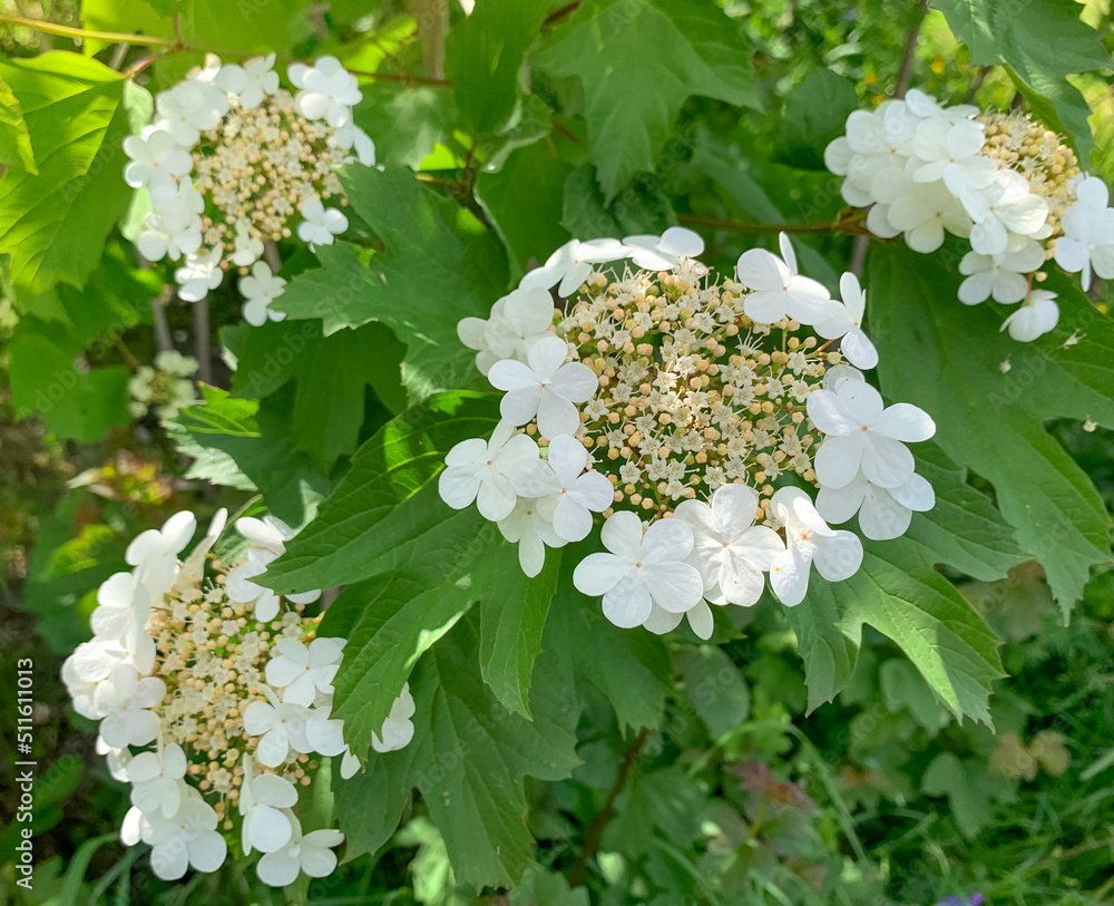 Viburnum opulus Stock Photo | Adobe Stock