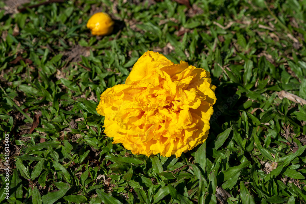 Cochlospermum regium, also known as Yellow Cotton Tree In Thailand it ...