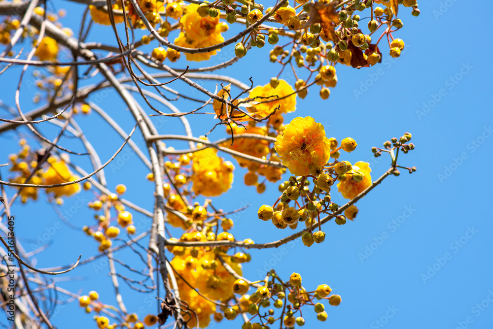 Cochlospermum regium, also known as Yellow Cotton Tree In Thailand it ...
