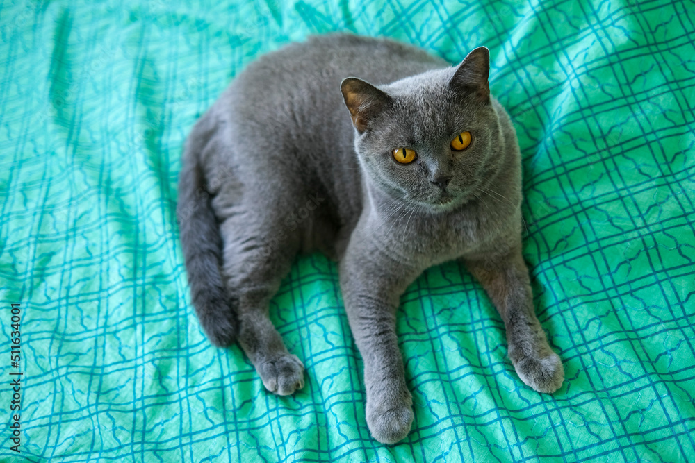Female Blue British Shrothair cat Stock Photo | Adobe Stock
