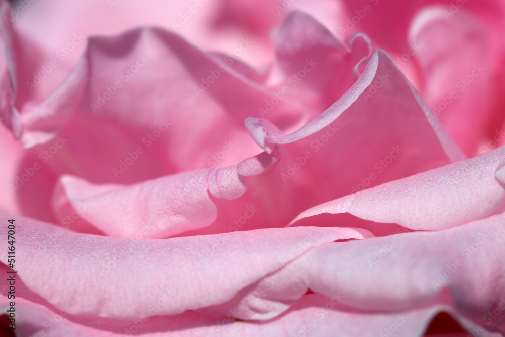 Vivid pink rose flower head of "Pascali 1963, Made in Belgium", colose ...