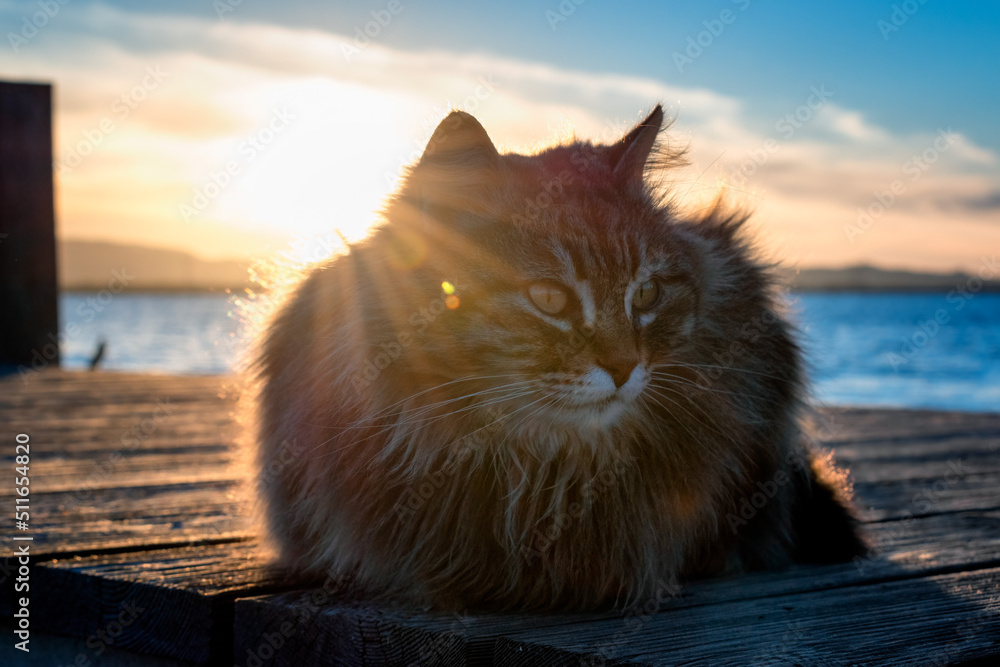 Portraits of a cat surrounded by nature. Different long-haired cats ...