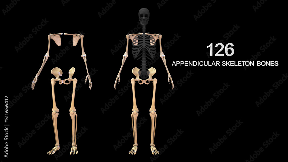 Poster Human skeleton Upper limbs and Lower limbs bones anatomy 3d ...