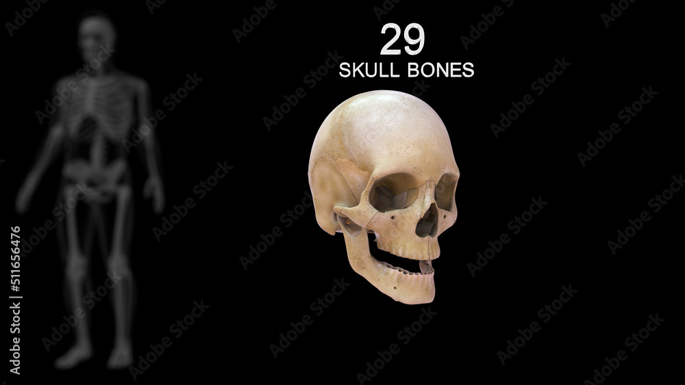 The human skull consists of 22 bones (or 29, including the inner ear ...