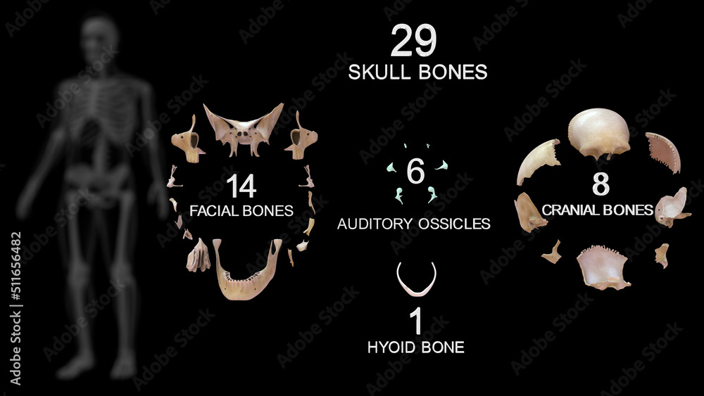 The human skull consists of 22 bones (or 29, including the inner ear ...
