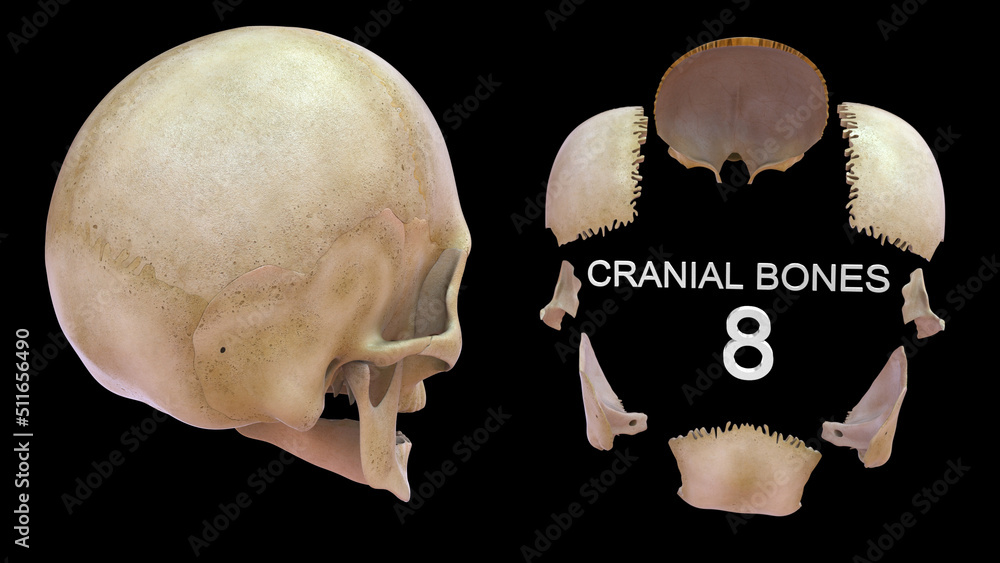 The human skull consists of 22 bones (or 29, including the inner ear ...
