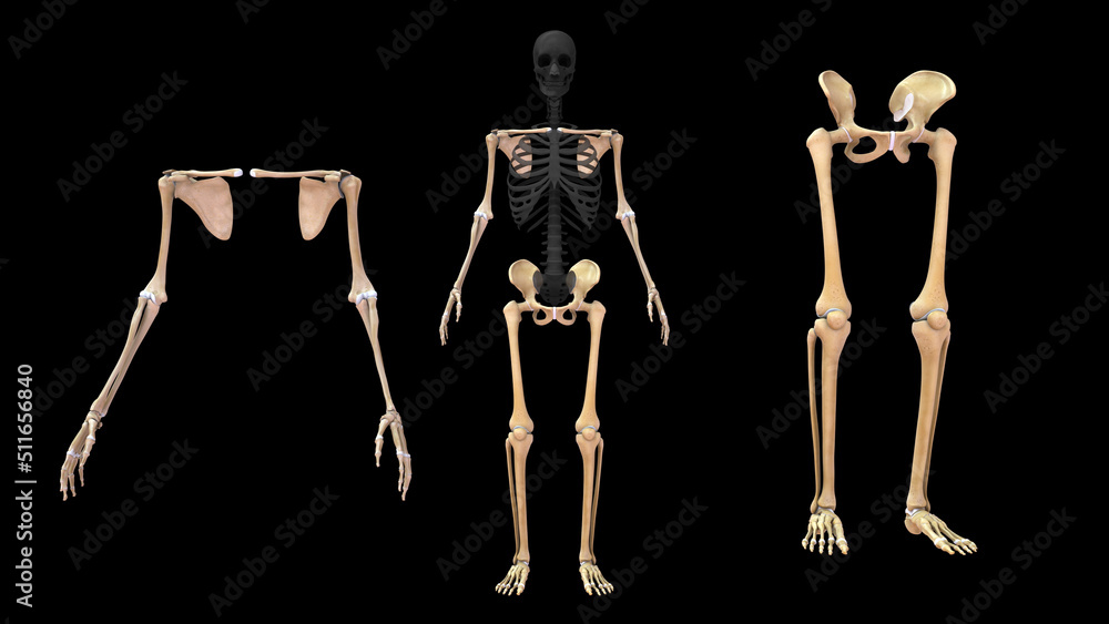 Upper limbs and Lower limbs in human skeletal system 3d illustration ...