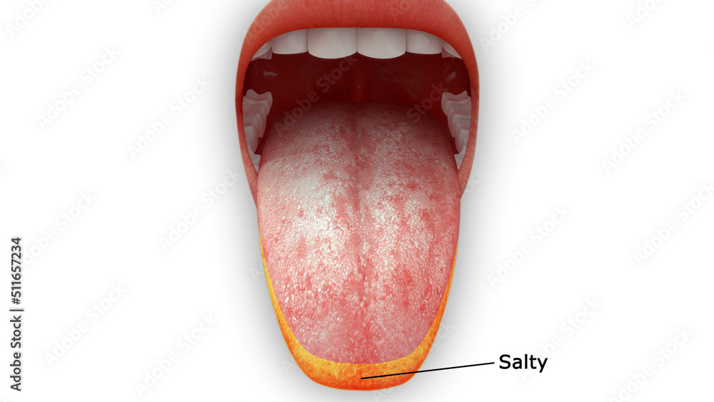 The tongue is a muscular organ in the mouth. The tongue is covered with ...