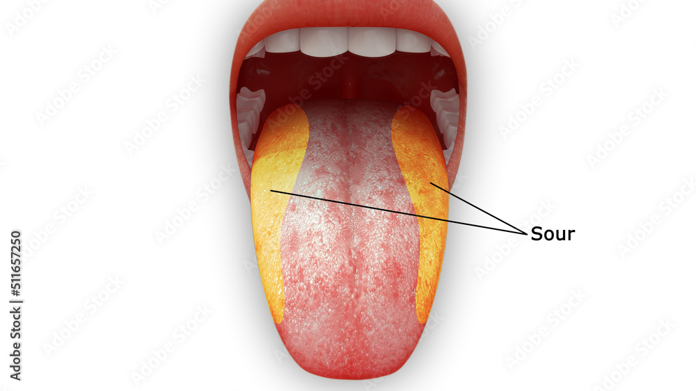 The tongue is a muscular organ in the mouth. The tongue is covered with ...