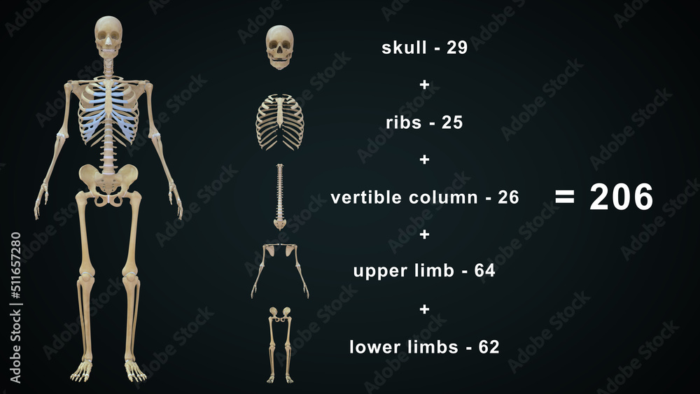 The upper limb is divided into three regions. These consist of the arm ...