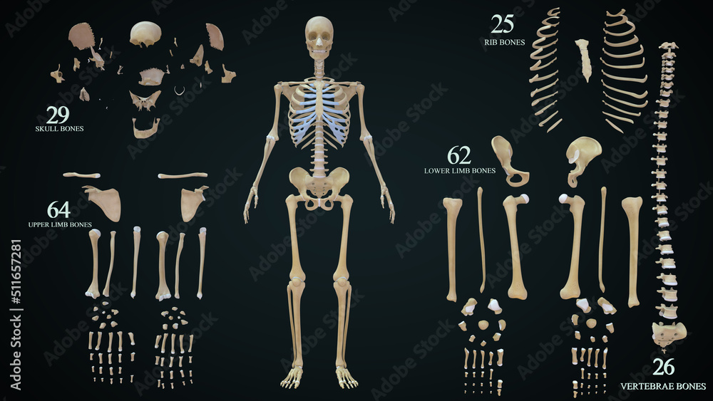 The upper limb is divided into three regions. These consist of the arm ...