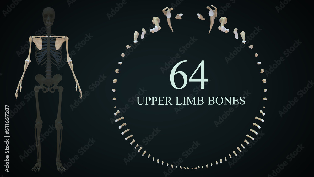 The upper limb is divided into three regions. These consist of the arm ...