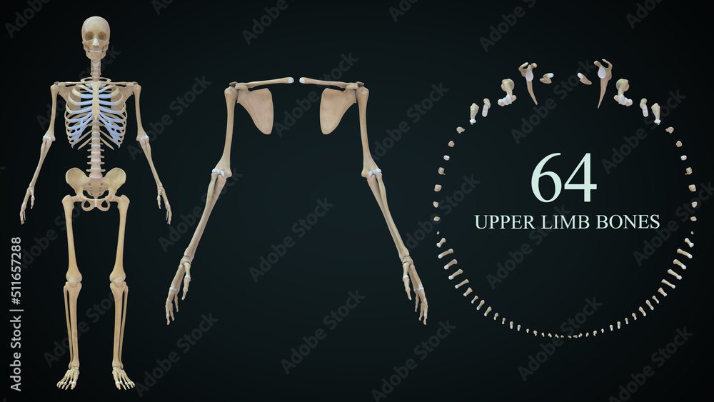 The upper limb is divided into three regions. These consist of the arm ...
