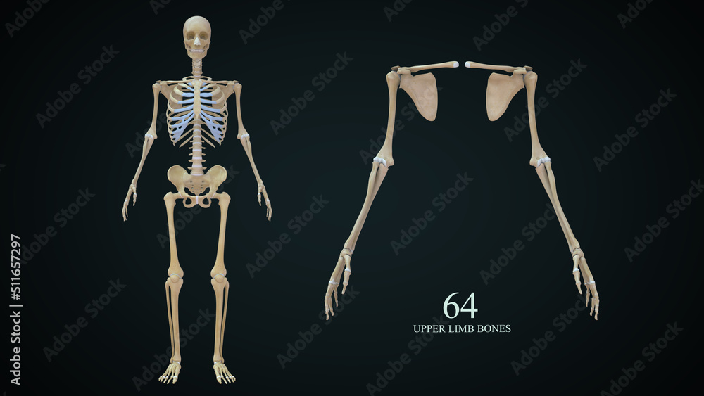 The upper limb is divided into three regions. These consist of the arm ...