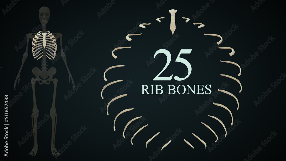 The rib cage is an arrangement of bones in the thorax of all ...