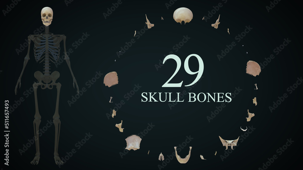 The human skull is a bony structure, the head in the skeleton, which ...