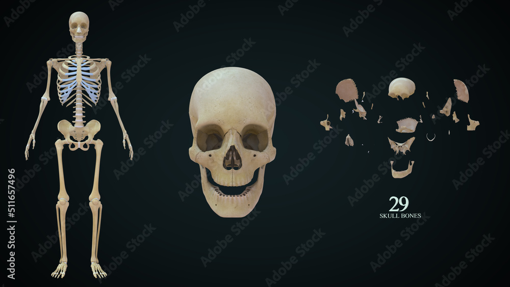 The human skull is a bony structure, the head in the skeleton, which ...
