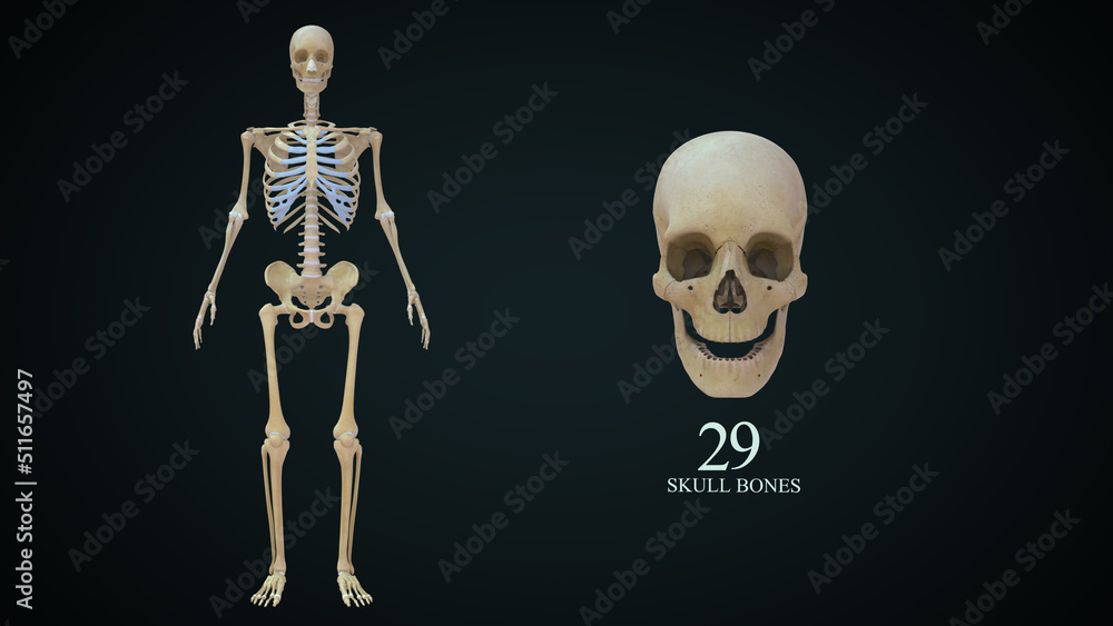 The human skull is a bony structure, the head in the skeleton, which supports the structures of ...