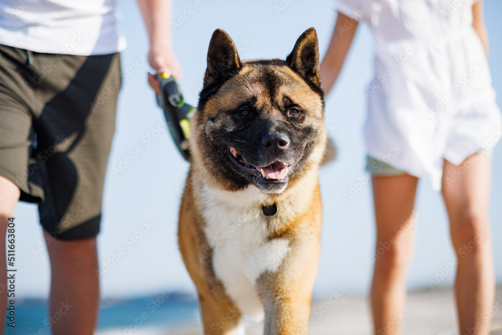 Brother and sister in are walking and with dog of Akita Inu breed ...