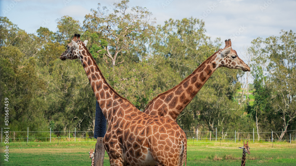 Poster Two giraffes facing different directions – Wall Art | UkPosters