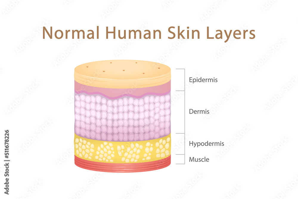 Normal Human Skin Layers Cylinder with Muscle Stock Vector | Adobe Stock