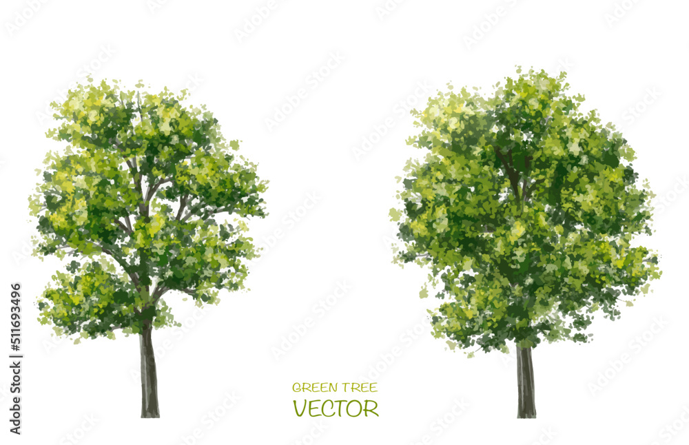 Vector watercolor of tree side view isolated on white background for ...