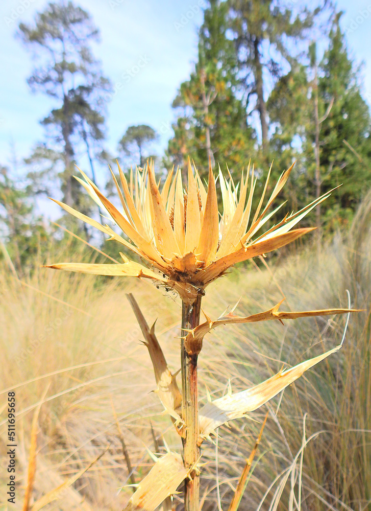 Eryngium proteiflorum, una hermosa especie en forma de flor seca con ...