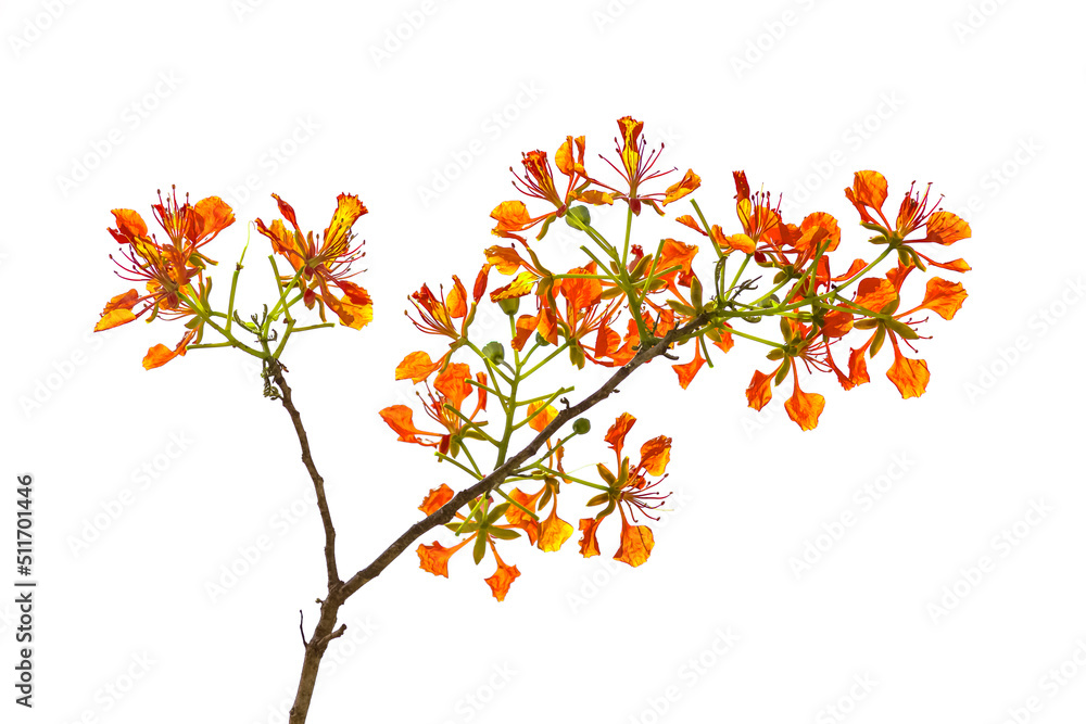 Foto de Rameau fleuri de flamboyant orange, fond blanc do Stock | Adobe ...
