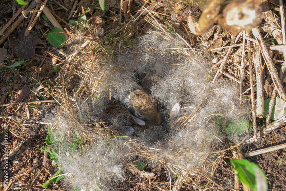 3 baby bunnies are asleep in their ground nest, surrounded by fur from ...