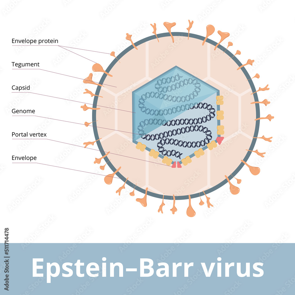 Epstein–Barr virus (EBV, Human gammaherpesvirus 4) known as the cause ...