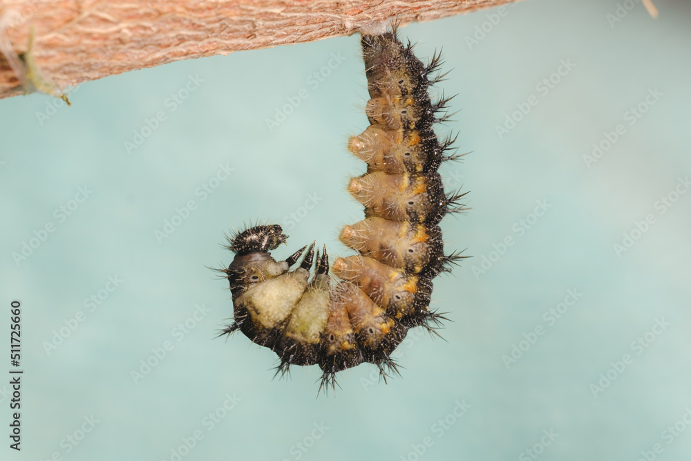 Kleiner Fuchs - Raupe Stock Photo | Adobe Stock