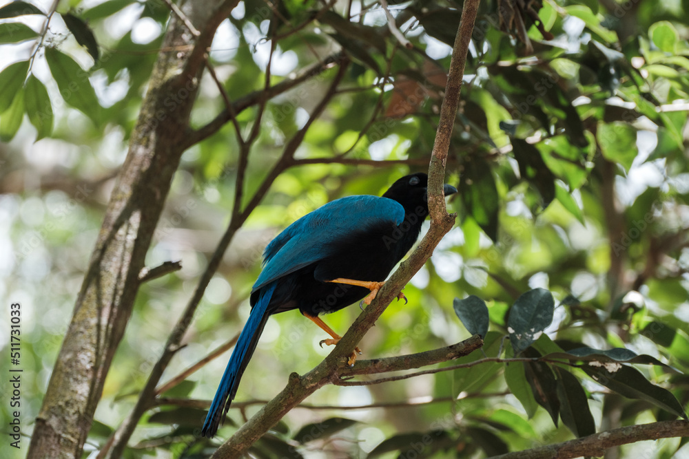 Geai bird of Yucatan, with blue wings perched in a tree Stock Photo ...